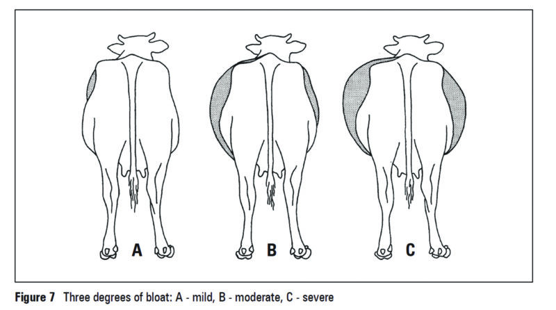 Cattle Bloat Treatment and Prevention - Grit